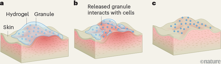 Sticky gels designed for tissue-healing therapies and diagnostics