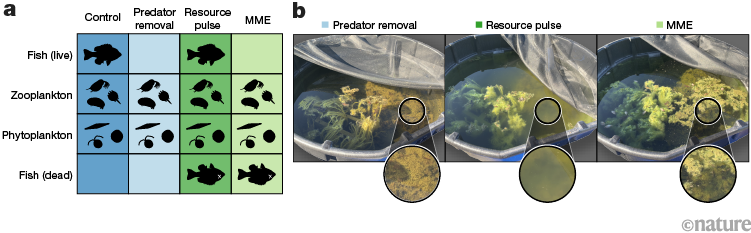 Predator die-off reshapes ecosystems in expected and unexpected ways