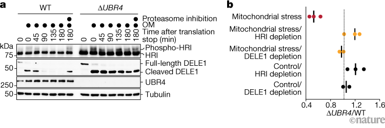 Dysregulated cellular stress management becomes a source of stress