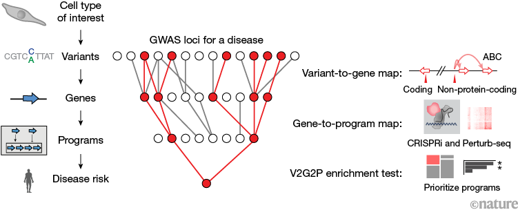 Five steps to connect genetic risk variants to disease