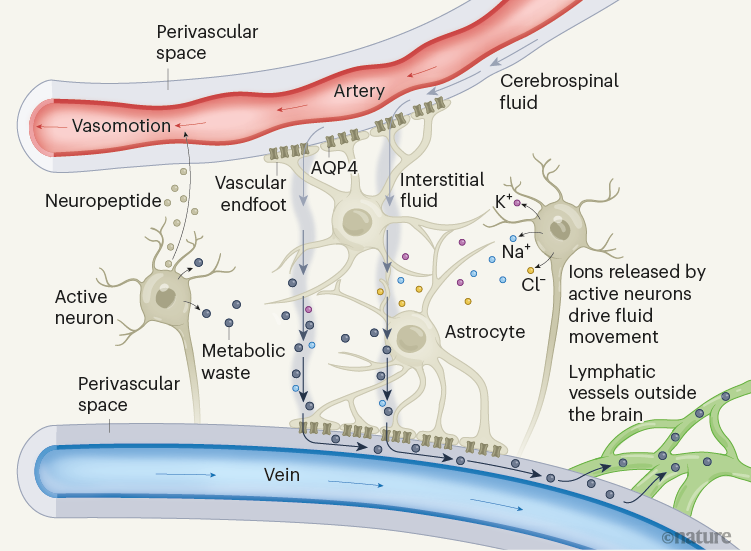 Synchronized neuronal activity drives waste fluid flow