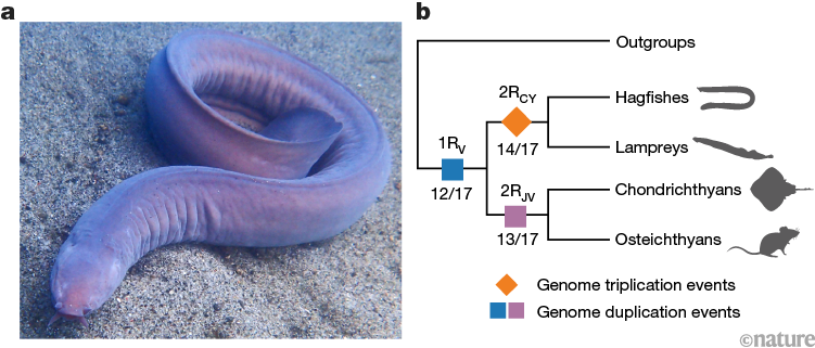 A jawless-fish genome untangles the history of vertebrate genome ...