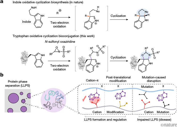 A chemical method for selective labelling of the key amino acid tryptophan