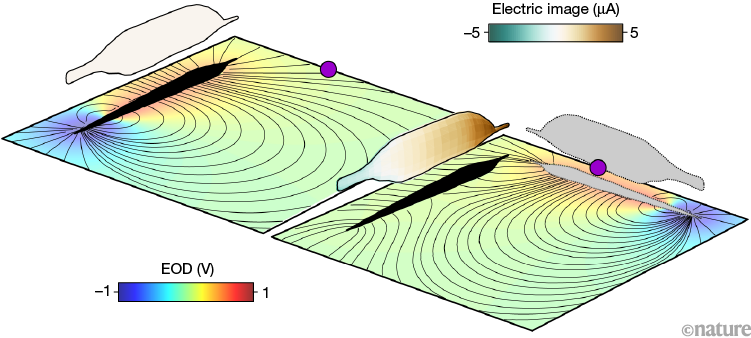 Elephant-nose fish ‘see’ farther by electric sensing when in groups