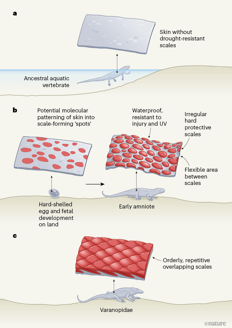 Ancient skin sported intricately patterned scales