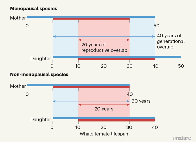 Whales make waves in the quest to discover why menopause evolved
