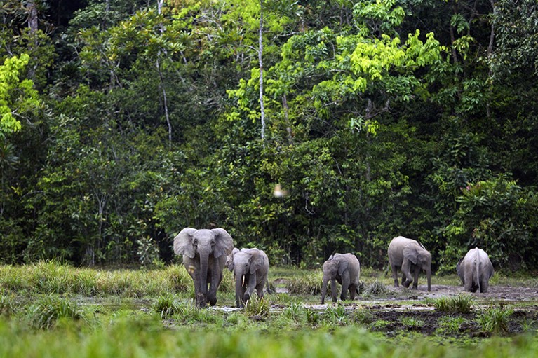 Wildlife boost in African forests certified for sustainable logging