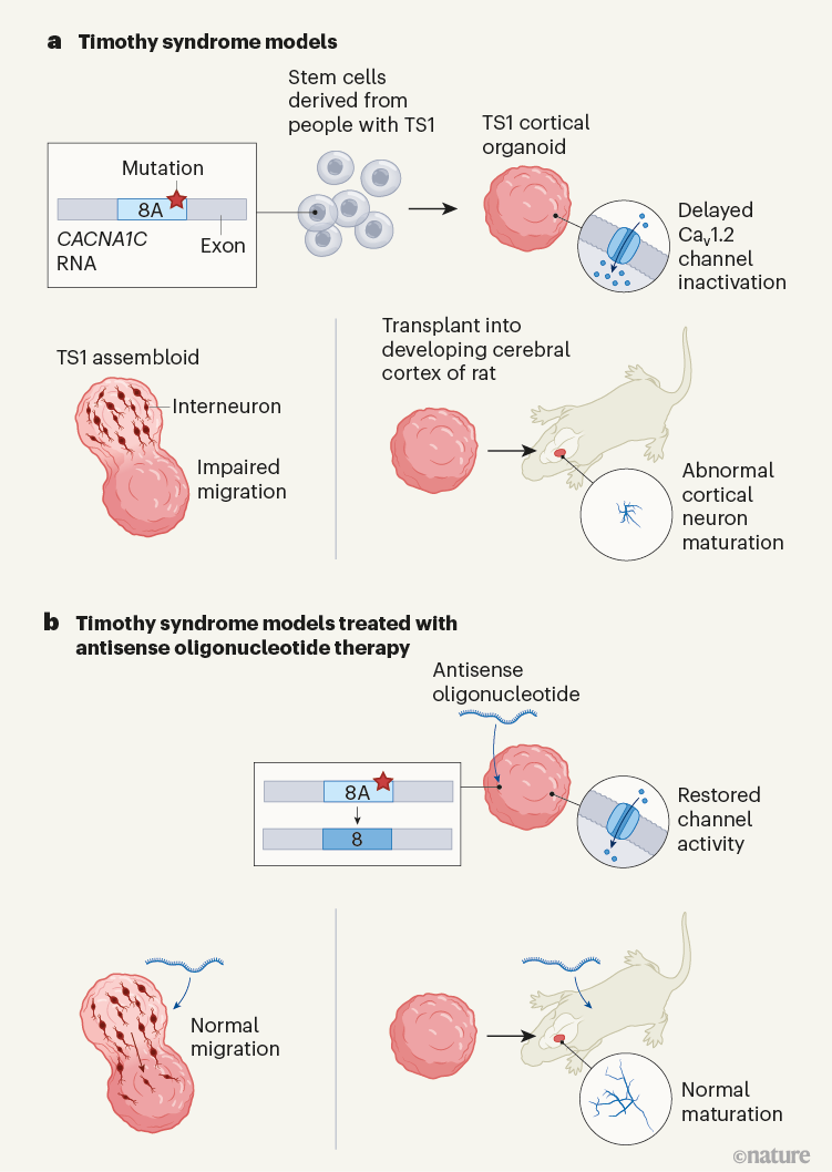 Targeting RNA opens therapeutic avenues for Timothy syndrome