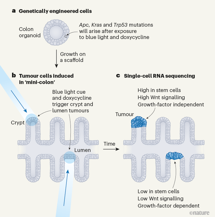 Bioengineered ‘mini-colons’ shed light on cancer progression