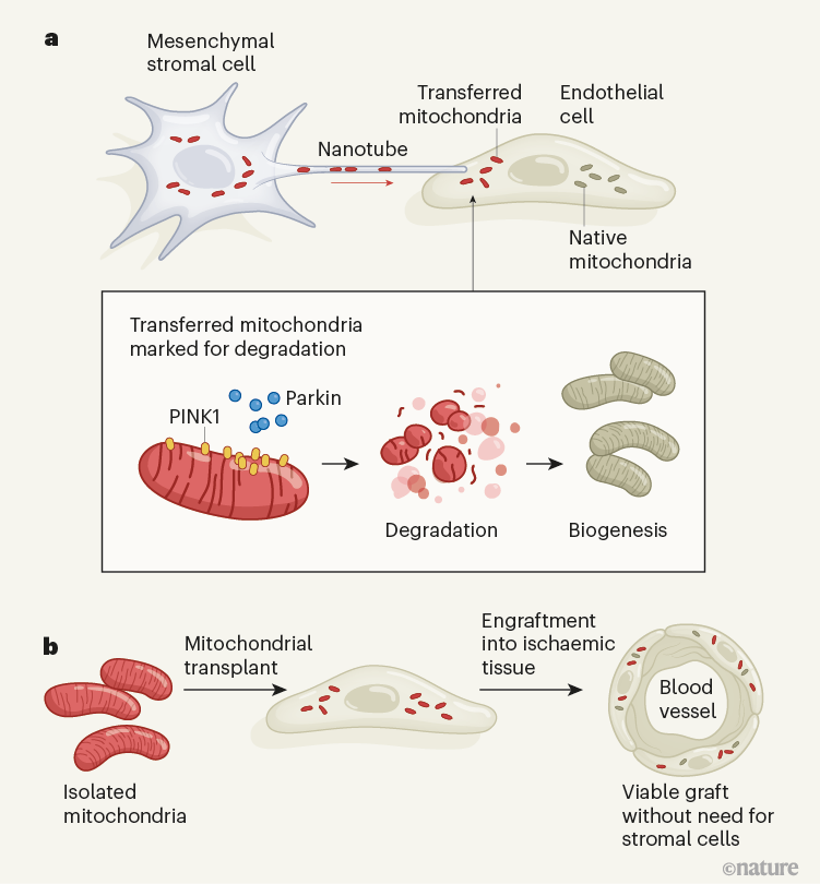 Cells destroy donated mitochondria to build blood vessels