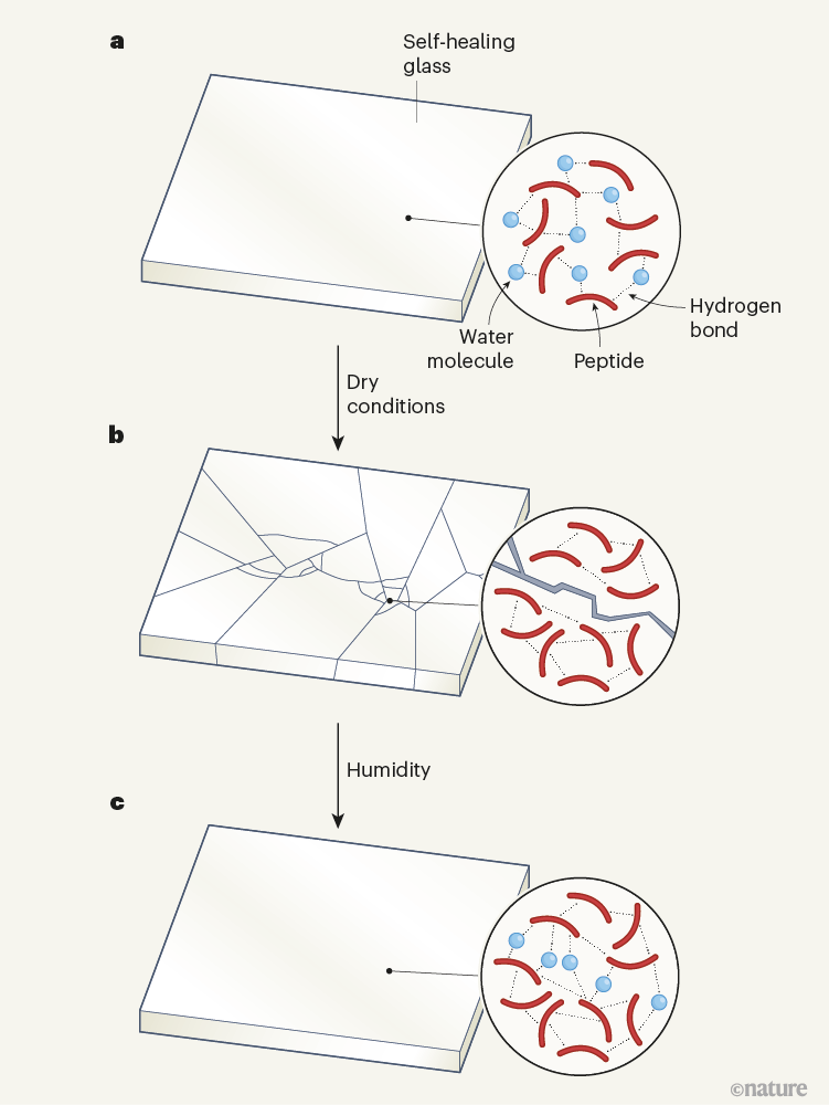 Self-healing glass from a simple peptide — just add water