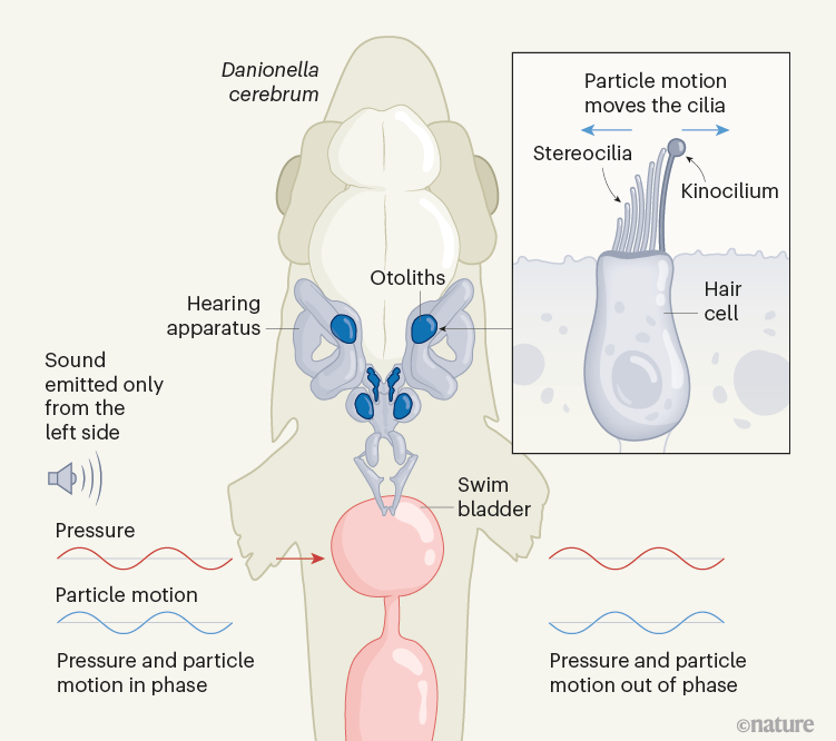 Pressure and particle motion enable fish to sense the direction of sound