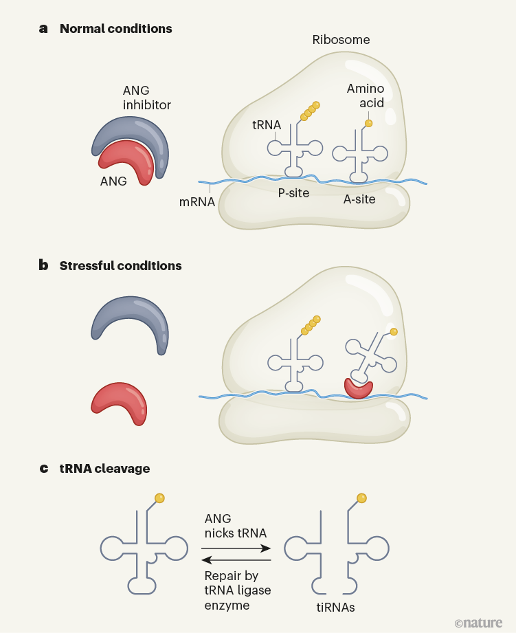 Ribosomes unexpectedly moonlight as activators of angiogenin enzyme