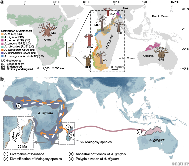 Baobab trees’ evolutionary history could inform conservation efforts