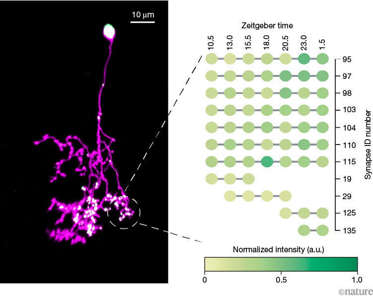 Built-up sleep pressure drives the loss of neuronal connections during ...