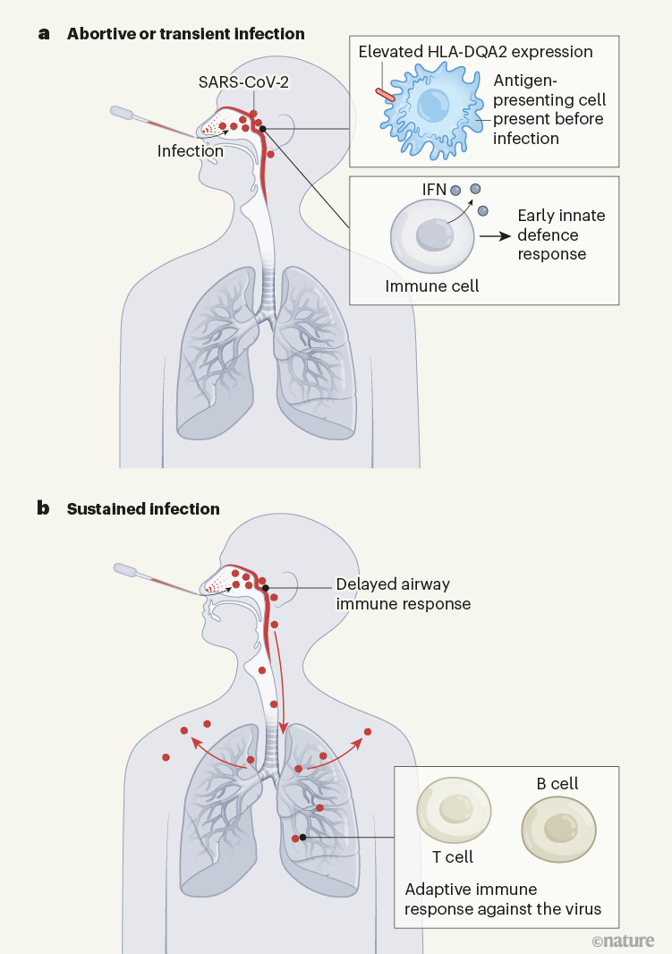 First encounter with SARS-CoV-2: immune portraits of COVID susceptibility