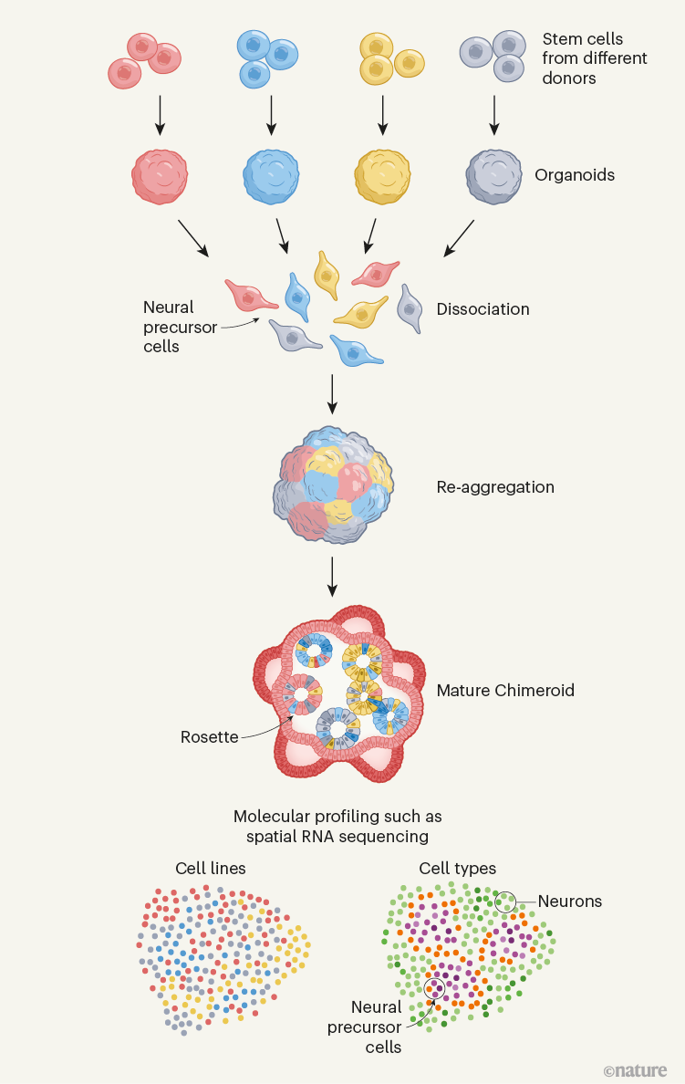 Chimeric brain organoids capture human genetic diversity