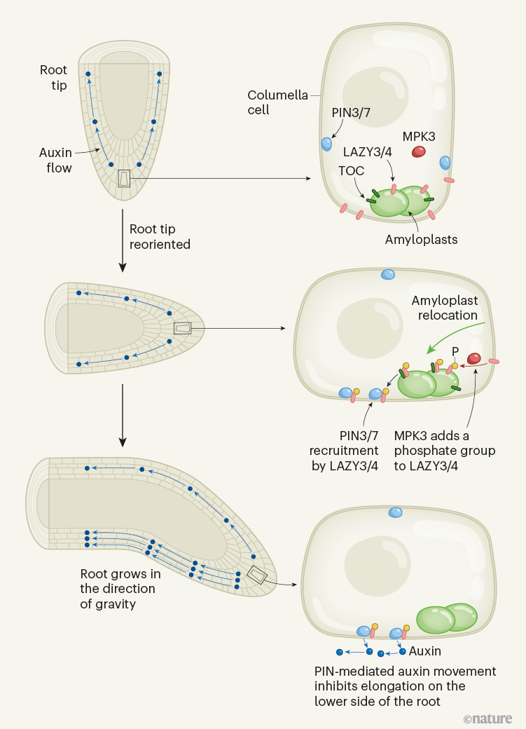 Things fall into place: how plants sense and respond to gravity