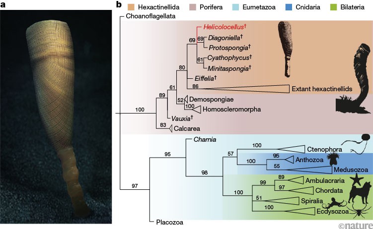 Spongy but not glassy: Ediacaran fossil provides insight into early ...