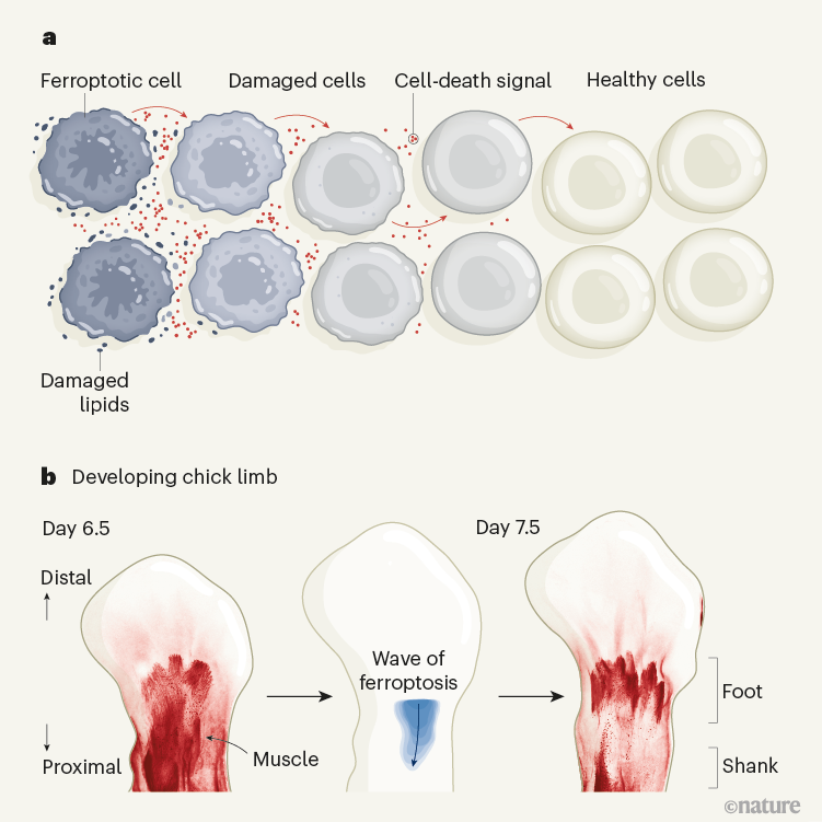 Waves of ferroptotic cell death sculpt embryonic tissue