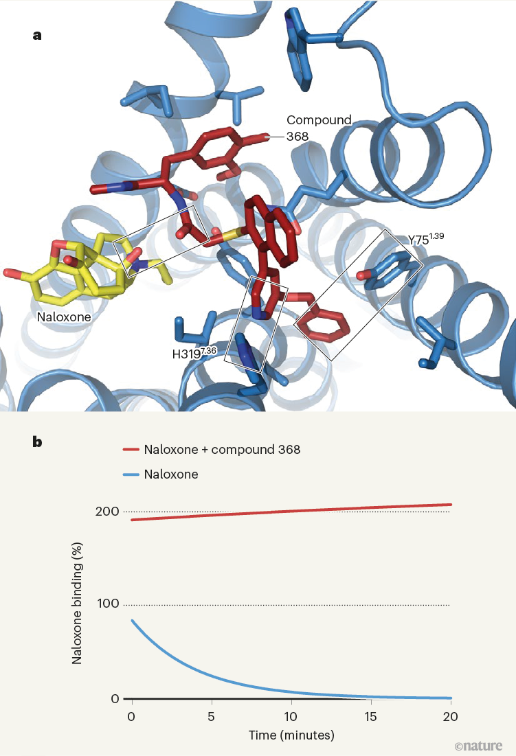 Opioid crisis: compound opens up potential strategy to tackle overdoses