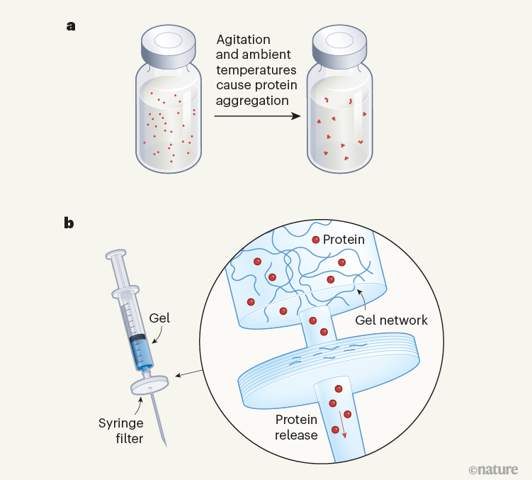 Gel protects therapeutic proteins from deactivation — even in the post