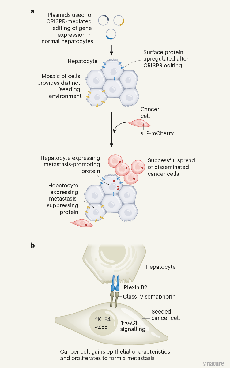 Cancer spread in the liver is unlocked from within