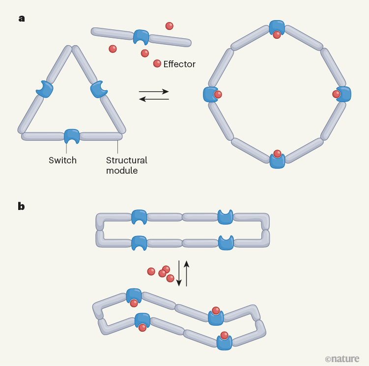 How to design a protein that can be switched on and off