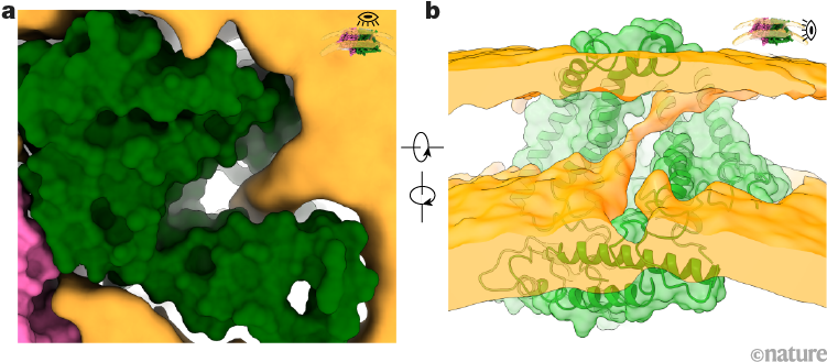 Lipids act as structural components of the pore of an ion-channel family