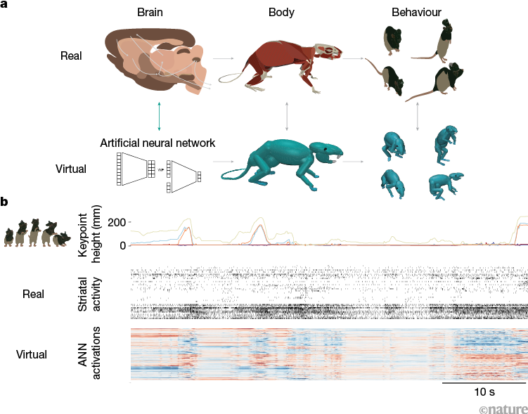 A virtual rat tests theories of motor control