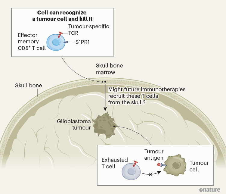 Skull bones harbour immune cells that are poised to target brain tumours