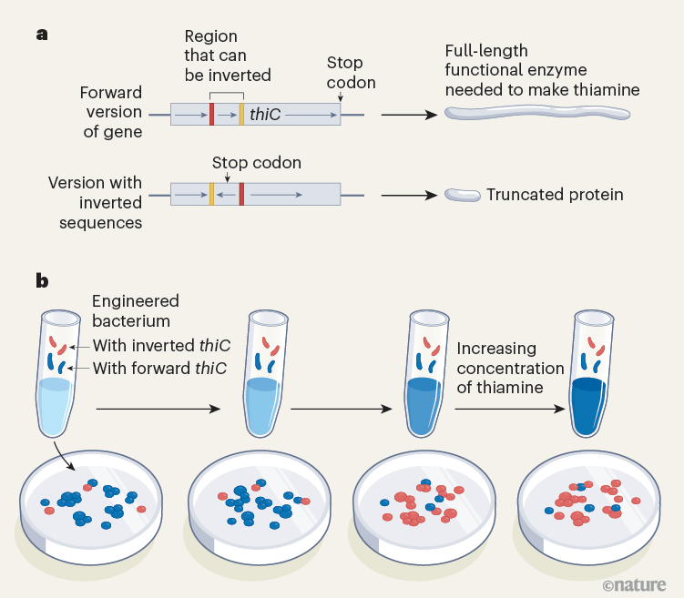 Jekyll and Hyde flip of the script when bacteria invert gene sequences