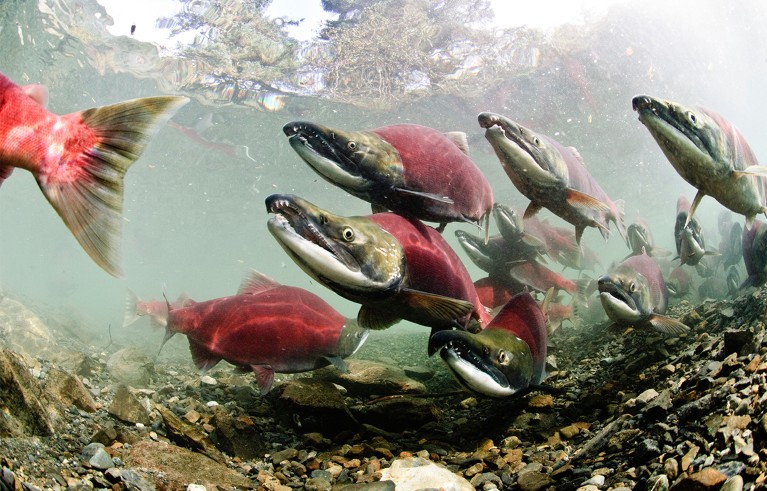 Salmon’s moveable feast of nutrients with a side order of contaminants