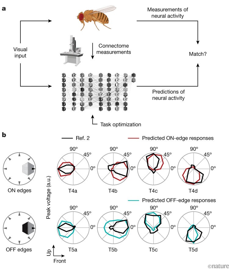Fly-brain connectome helps to make predictions about neural activity