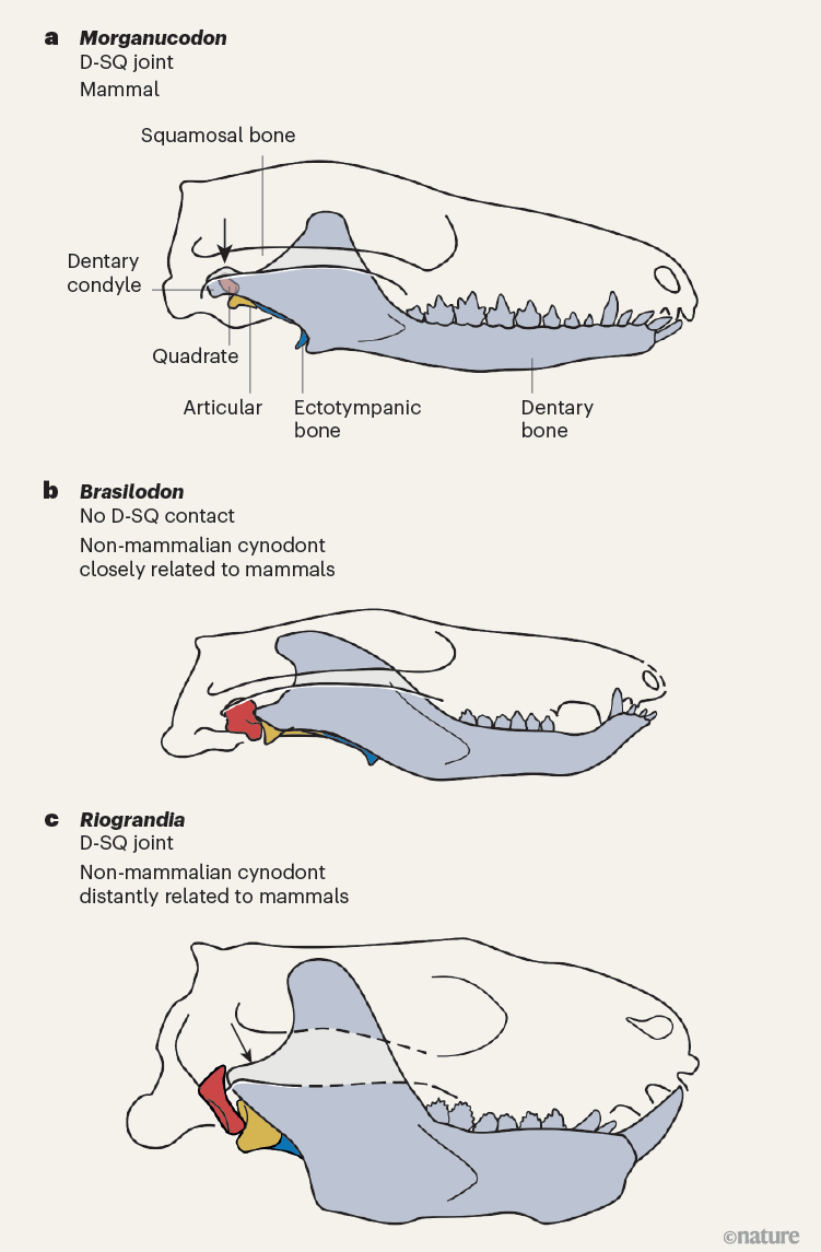 A jaw-dropping discovery about early mammals