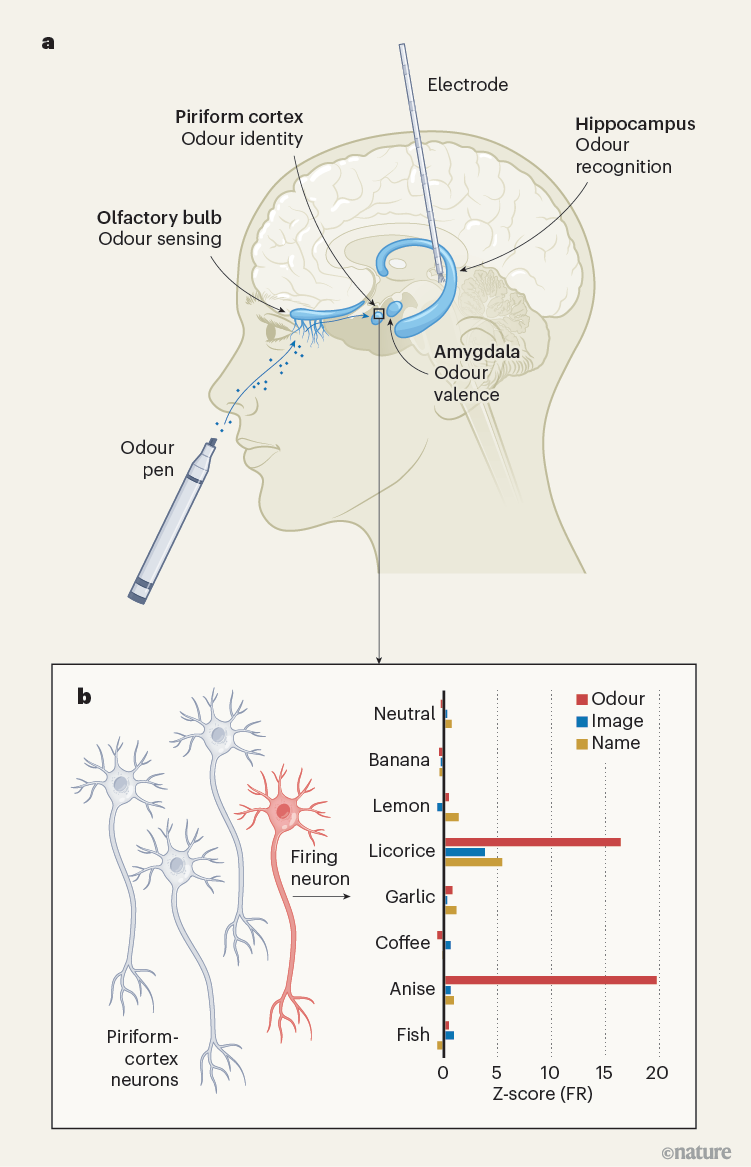 Olfactory neurons selectively respond to related visual and verbal cues