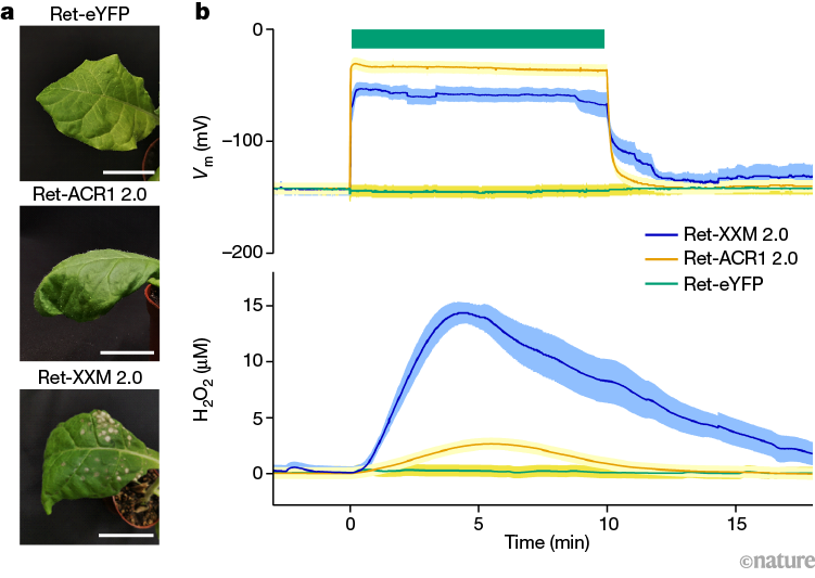 Non-invasive optogenetic stimulation of distinct stress responses in plants