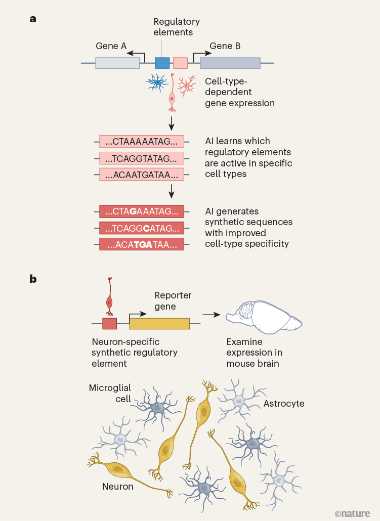 AI-designed DNA sequences regulate cell-type-specific gene expression