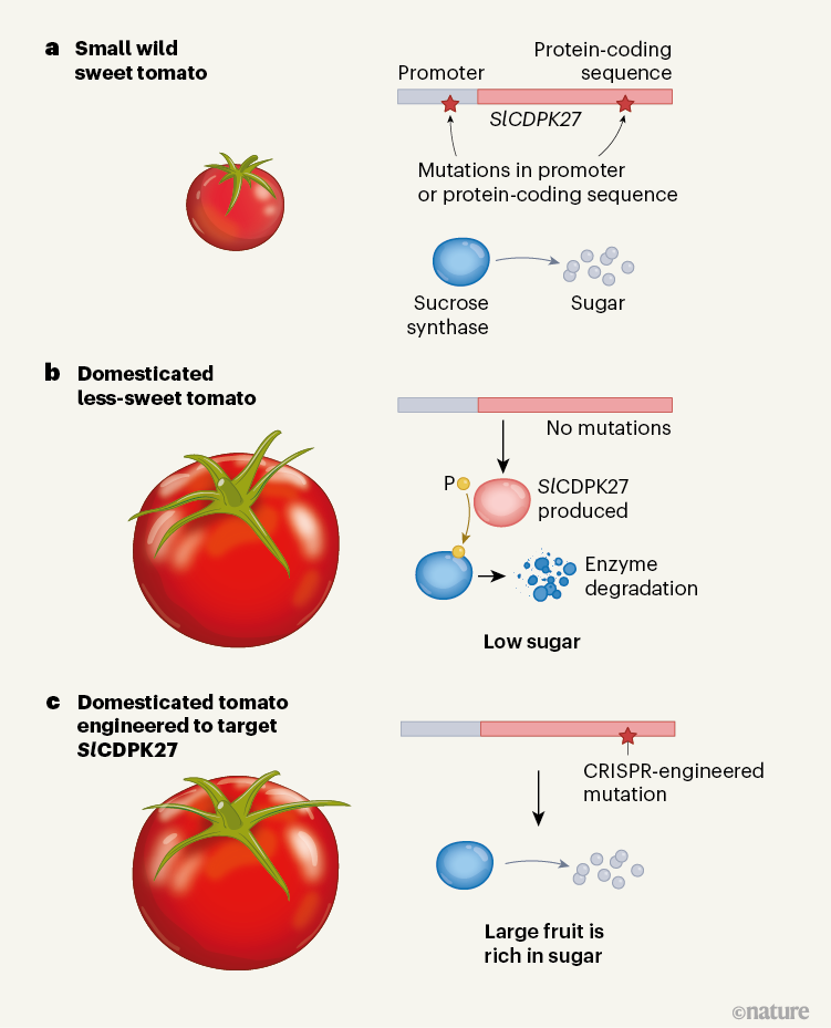 Tomato engineering hits the sweet spot to make big sugar-rich fruit