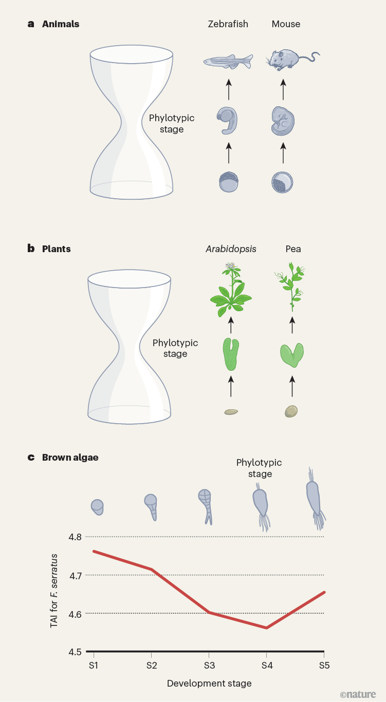 Brown-algae development joins the hourglass club