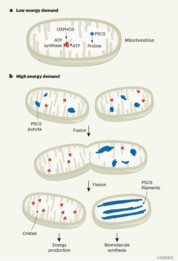 Division of labour: mitochondria split to meet energy demands