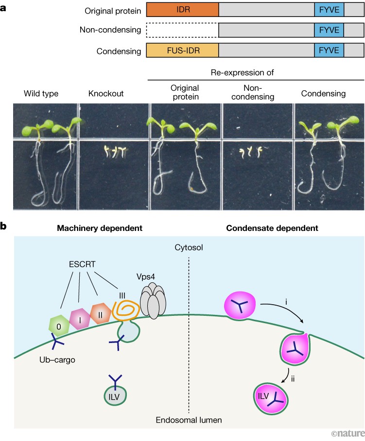 Cell membranes shaped and cut by phase-separated liquid protein condensates
