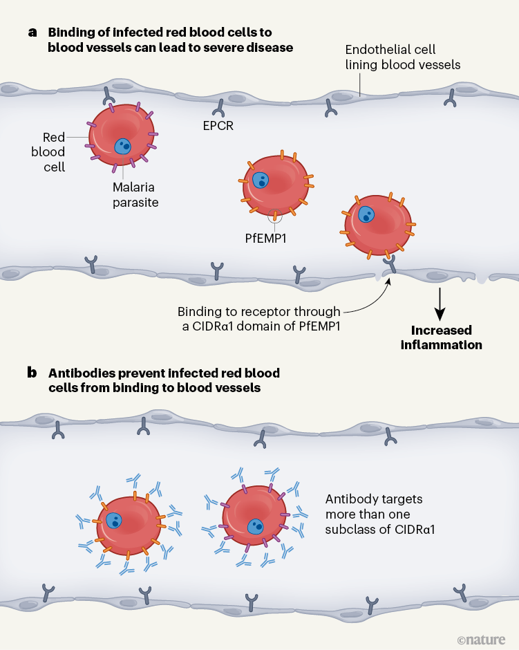 Human antibodies offer broad inhibition against variable proteins of ...