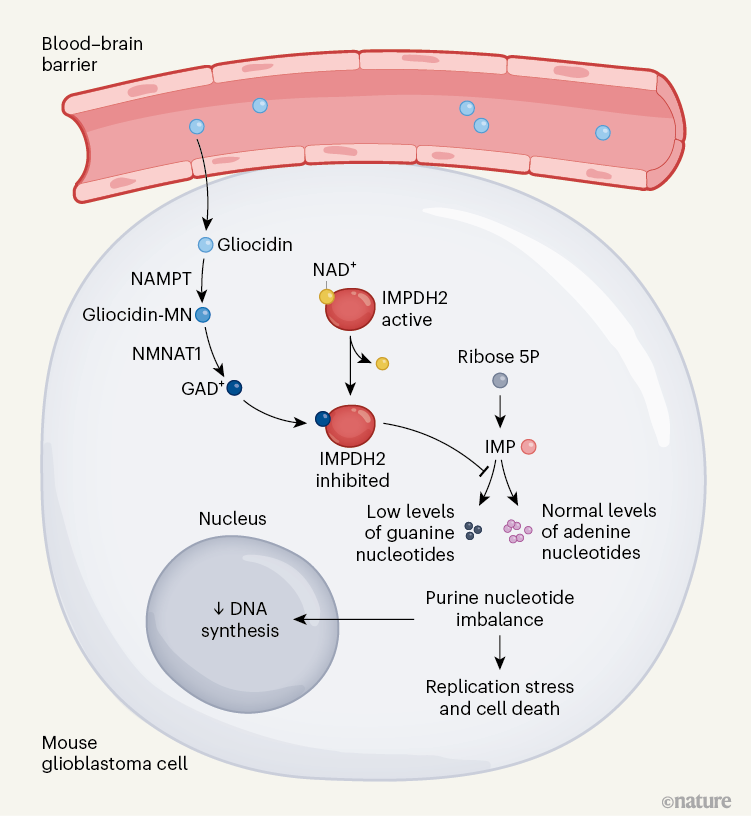 Brain-penetrating molecule might offer a route to treat glioblastoma ...