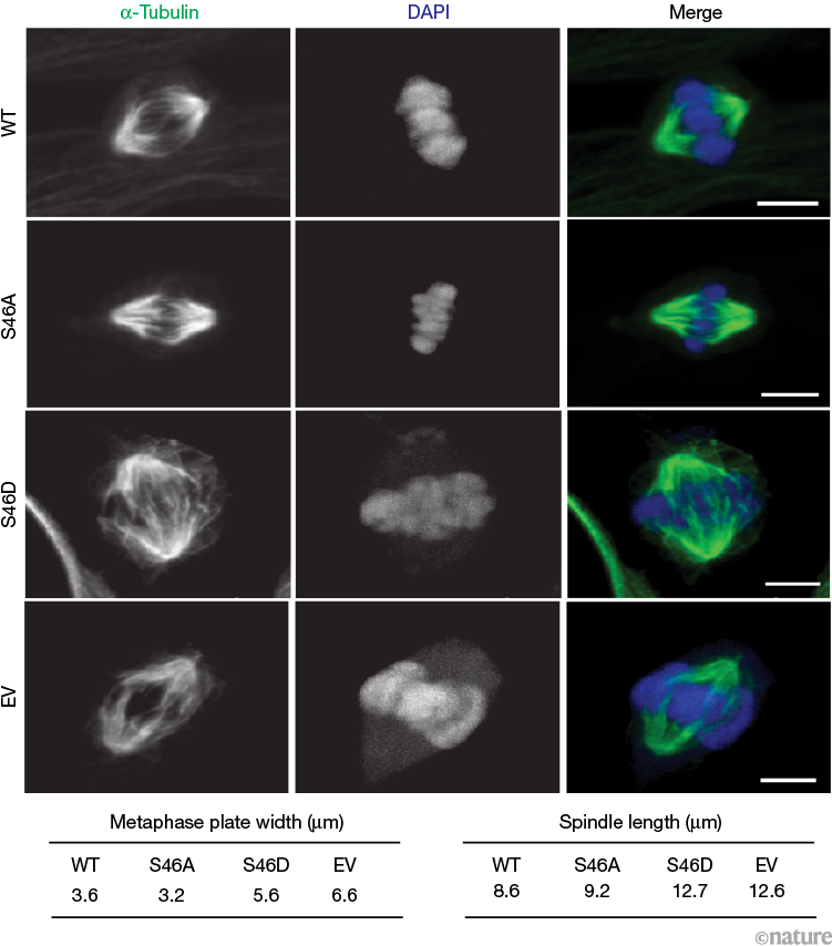 Errors in cell division stopped by an atypical cyclin-dependent kinase