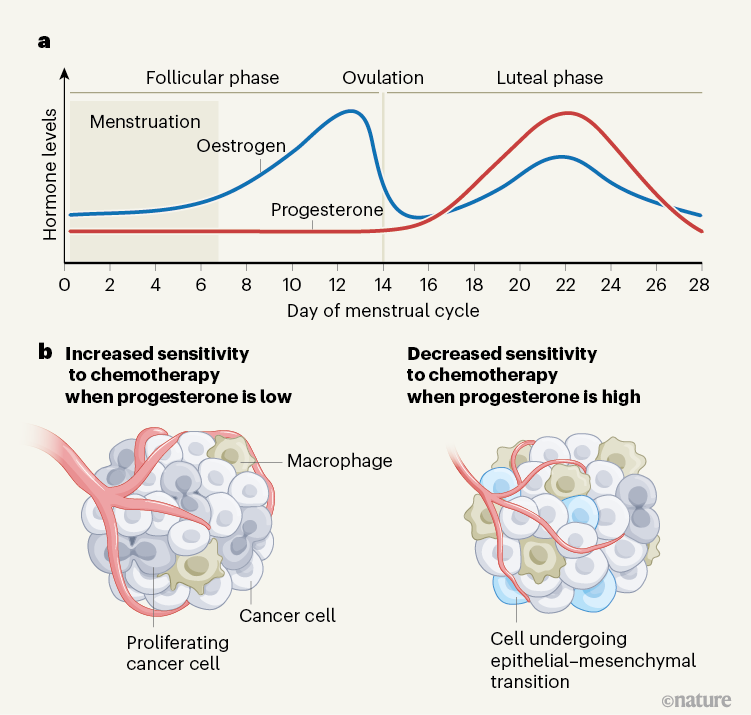 What is the best time of the month to treat breast cancer?
