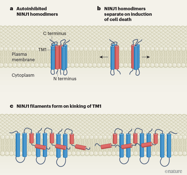 How to ensure only dying cells rupture