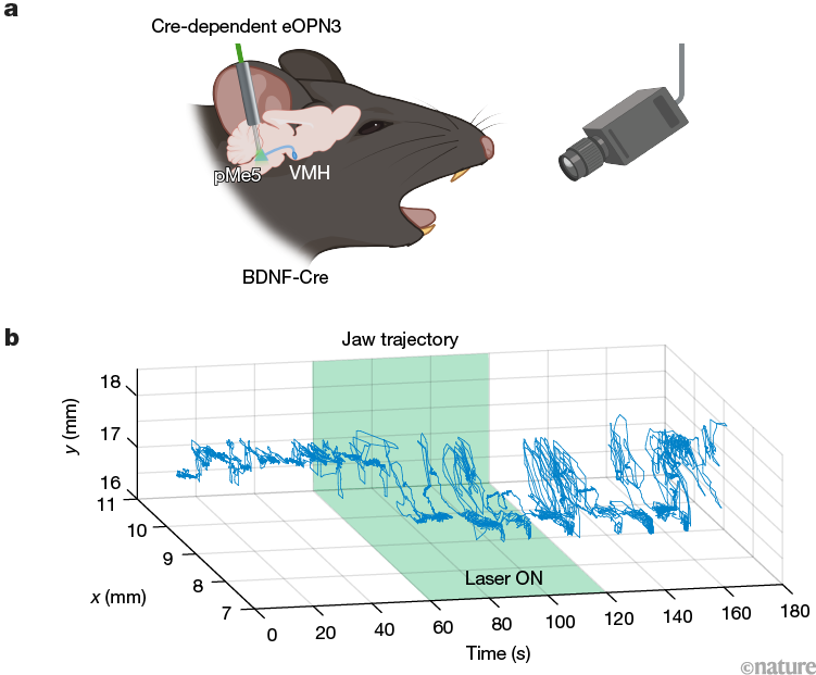 A brain circuit that links hunger signals with the jaw movements of eating