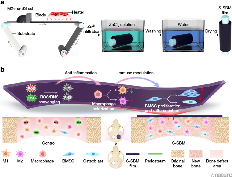 Bone repair supported by flexible films made using an innovative method