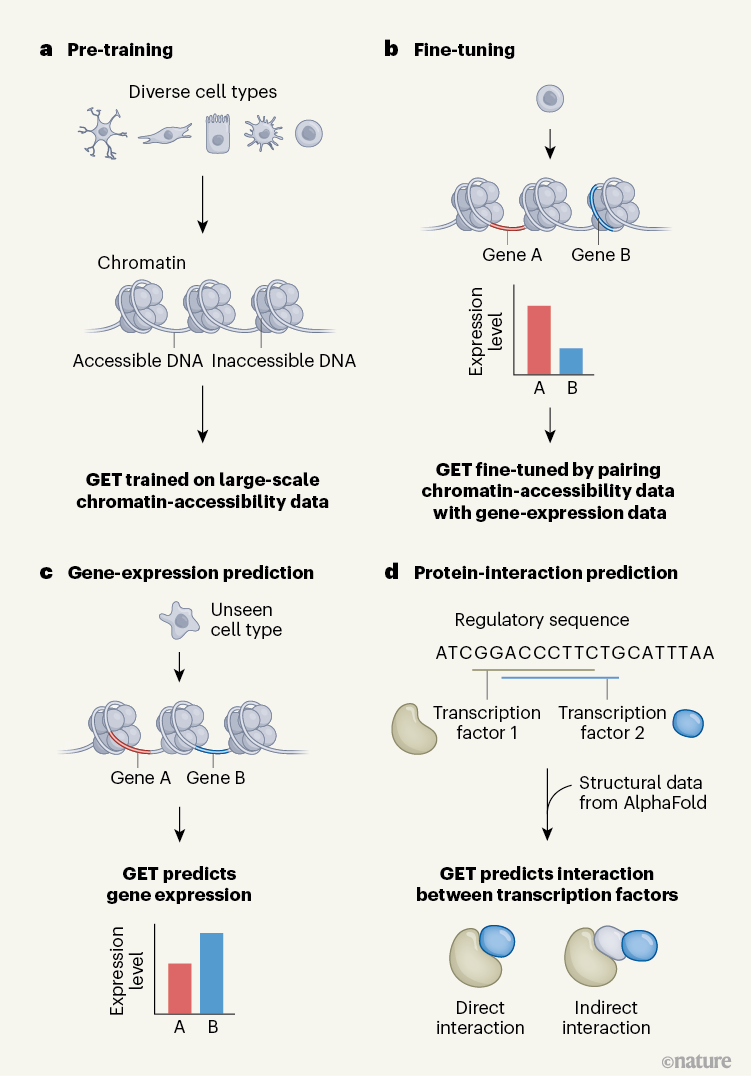 AI learns from chromatin data to uncover gene interactions